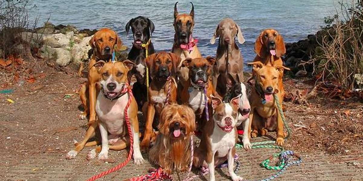 Glorious Group Photos Show The Happiest Pack Of Dogs In Town - The Dodo