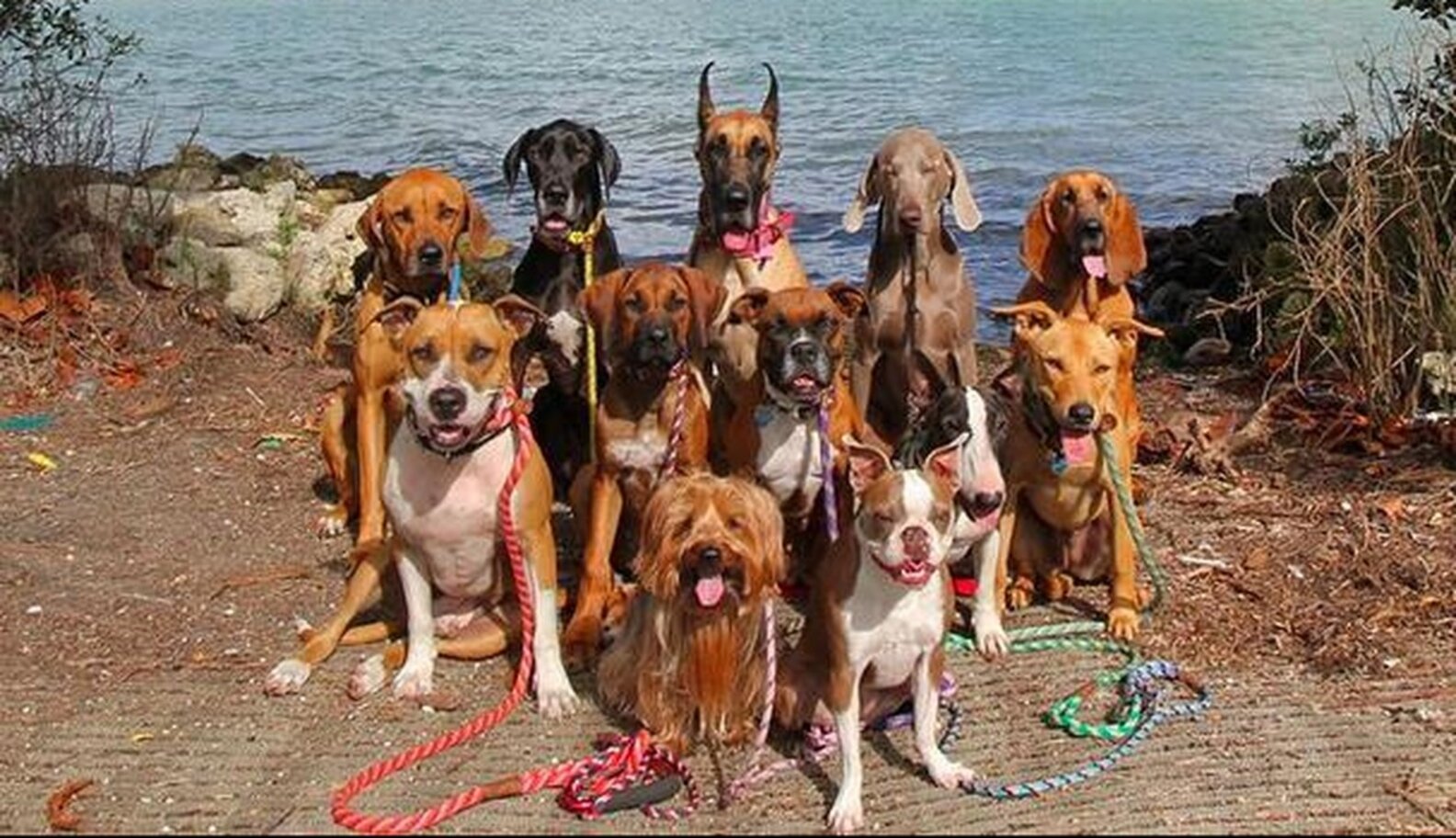 Glorious Group Photos Show The Happiest Pack Of Dogs In Town - The Dodo