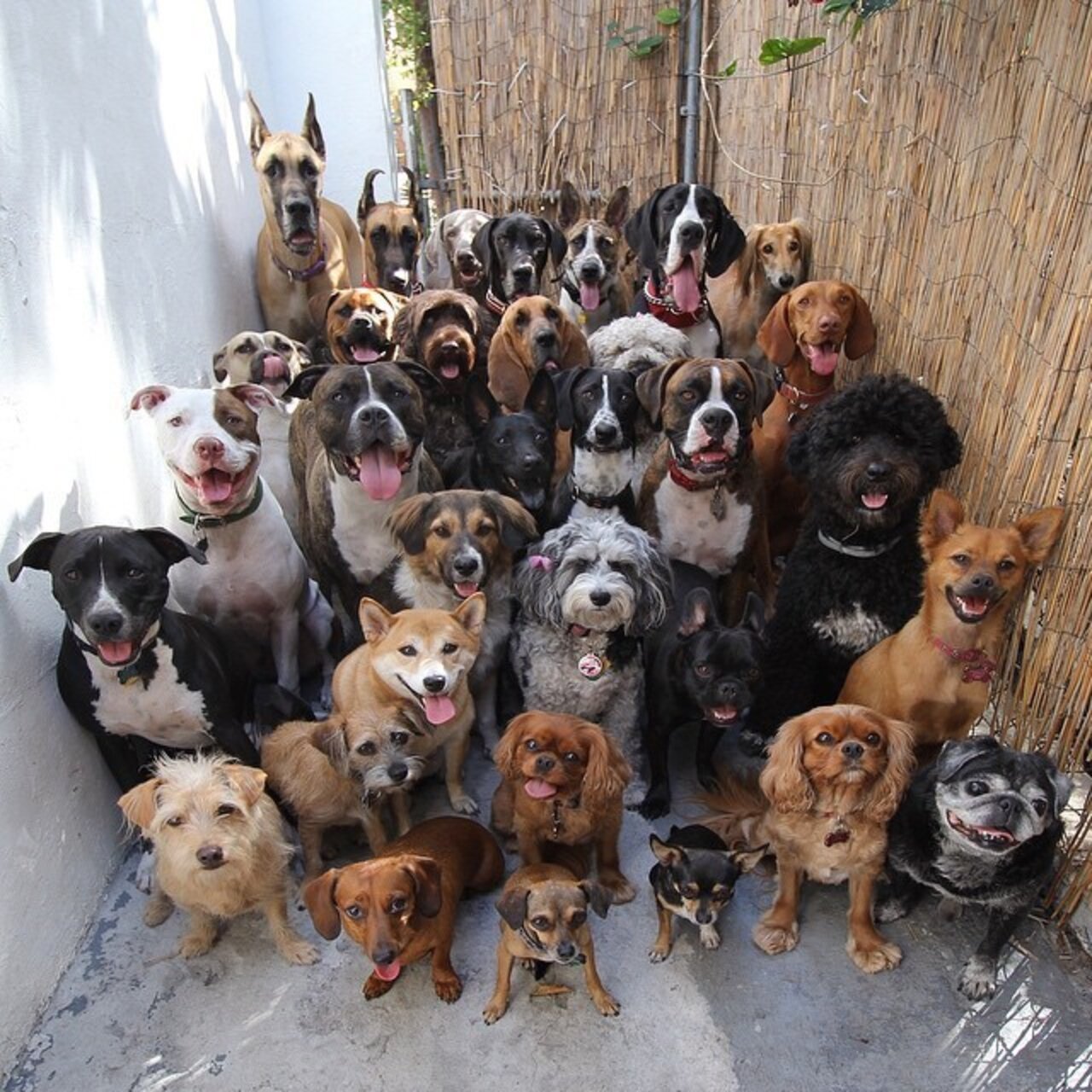 Glorious Group Photos Show The Happiest Pack Of Dogs In Town - The Dodo