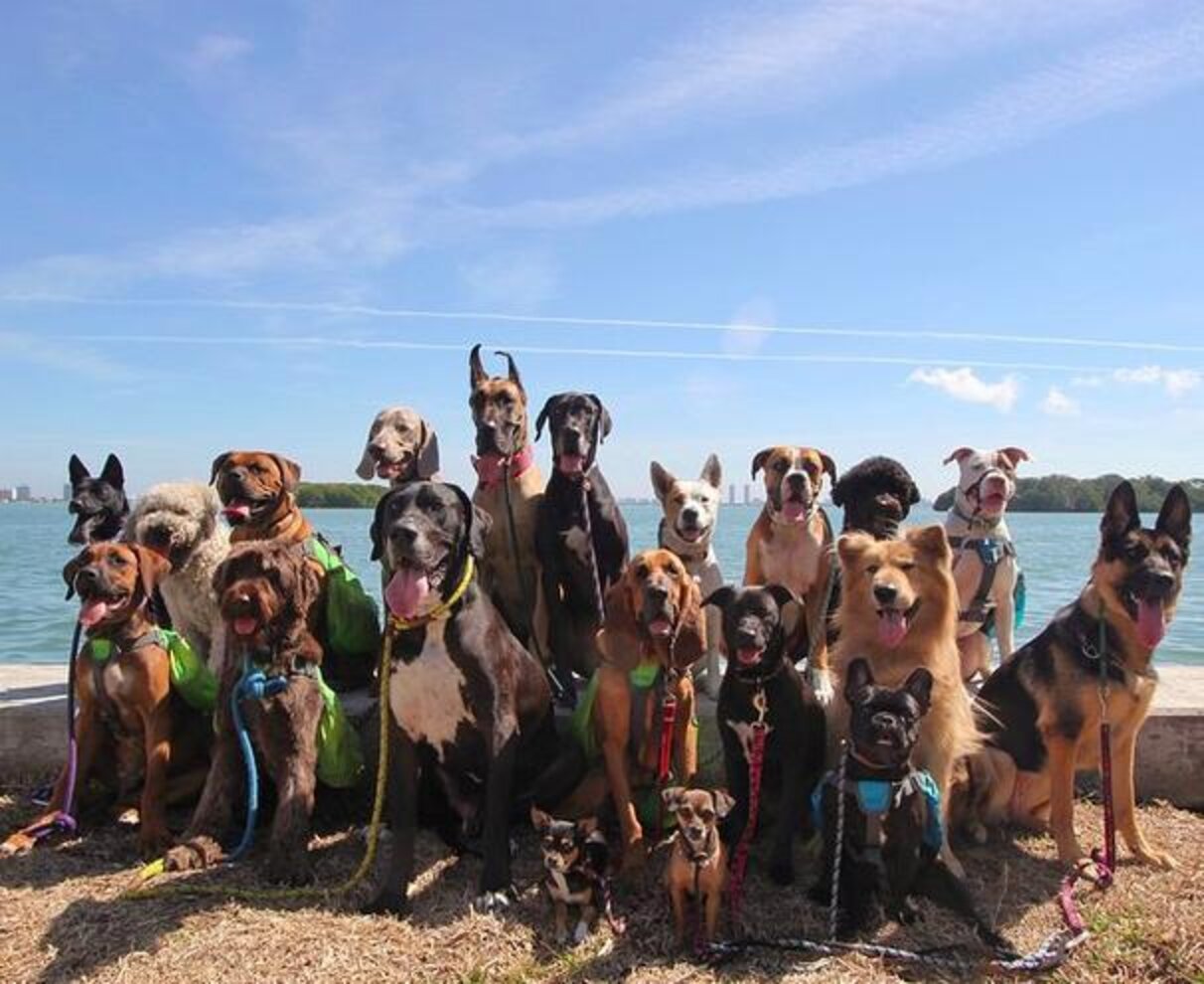 Glorious Group Photos Show The Happiest Pack Of Dogs In Town - The Dodo