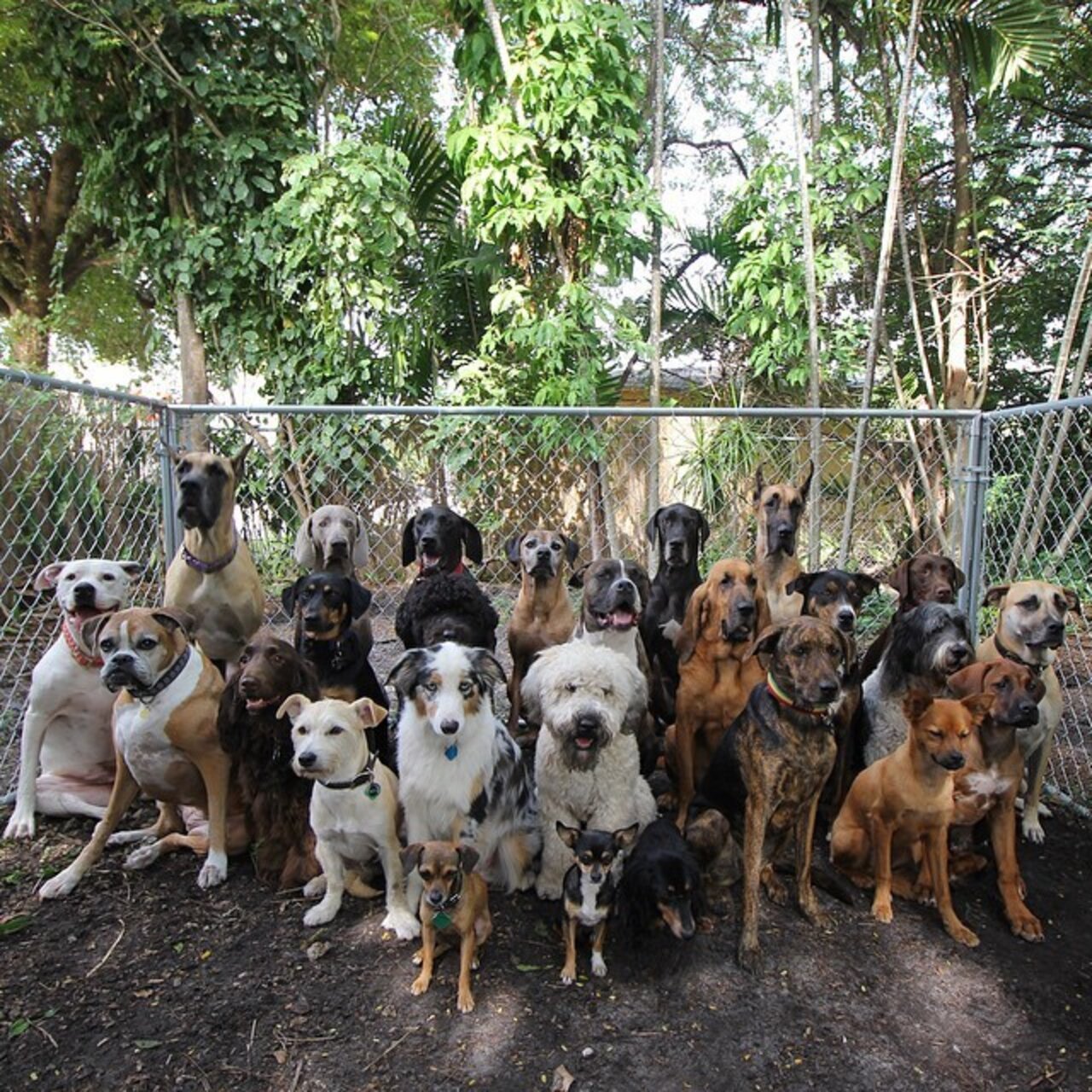 Glorious Group Photos Show The Happiest Pack Of Dogs In Town - The Dodo