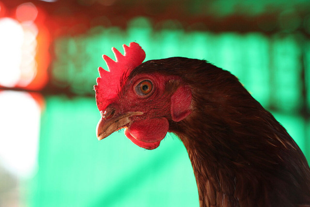 Justice Delivered Following Record-Breaking Rescue Of Thousands Of ...