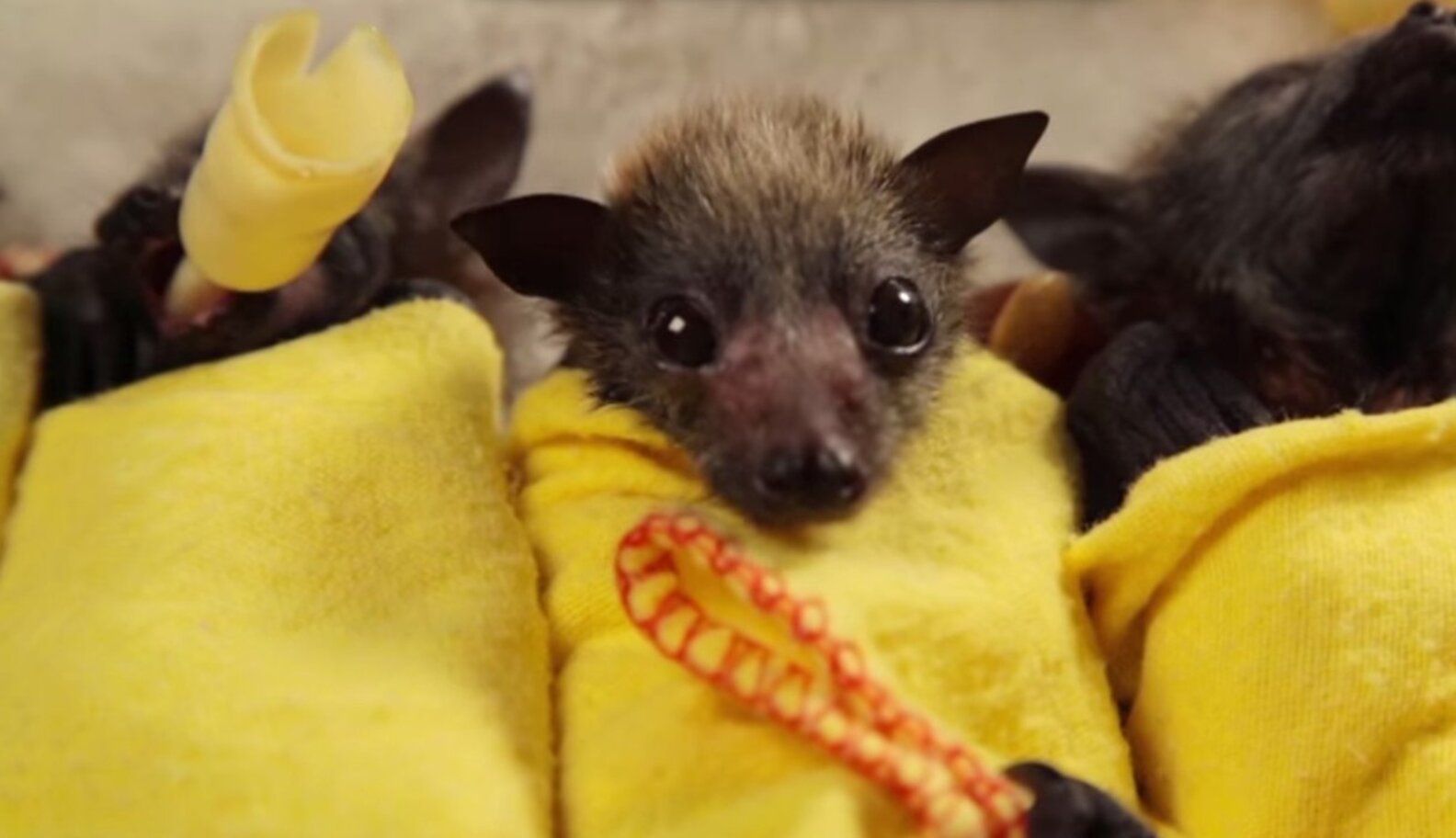 Watch These Baby Bats Get Wrapped Up In Blanket Burritos - The Dodo