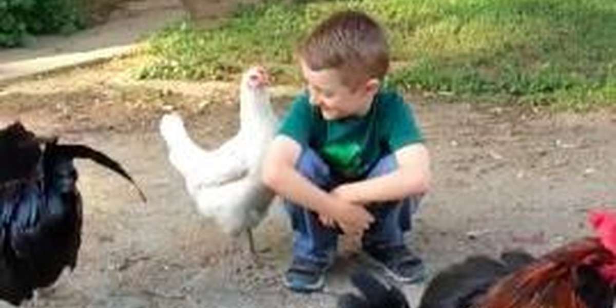 Chicken Runs To Her Boy For A Hug … But Something’s Not Quite Right ...