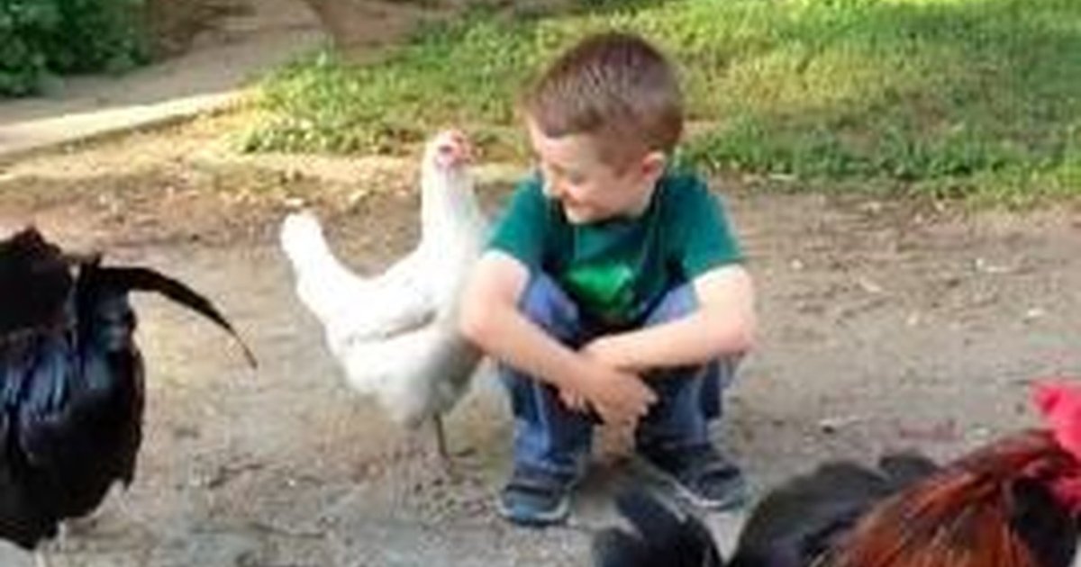 Chicken Runs To Her Boy For A Hug … But Something’s Not Quite Right ...
