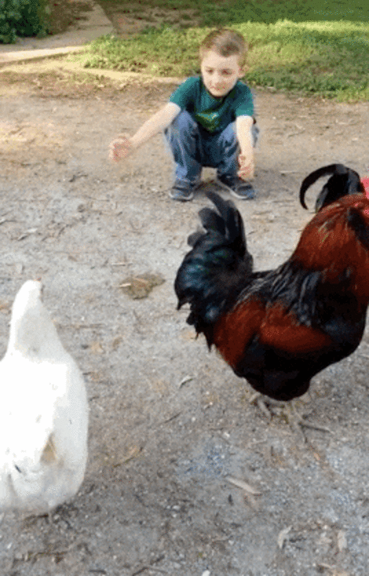 Chicken Runs To Her Boy For A Hug … But Something’s Not Quite Right ...