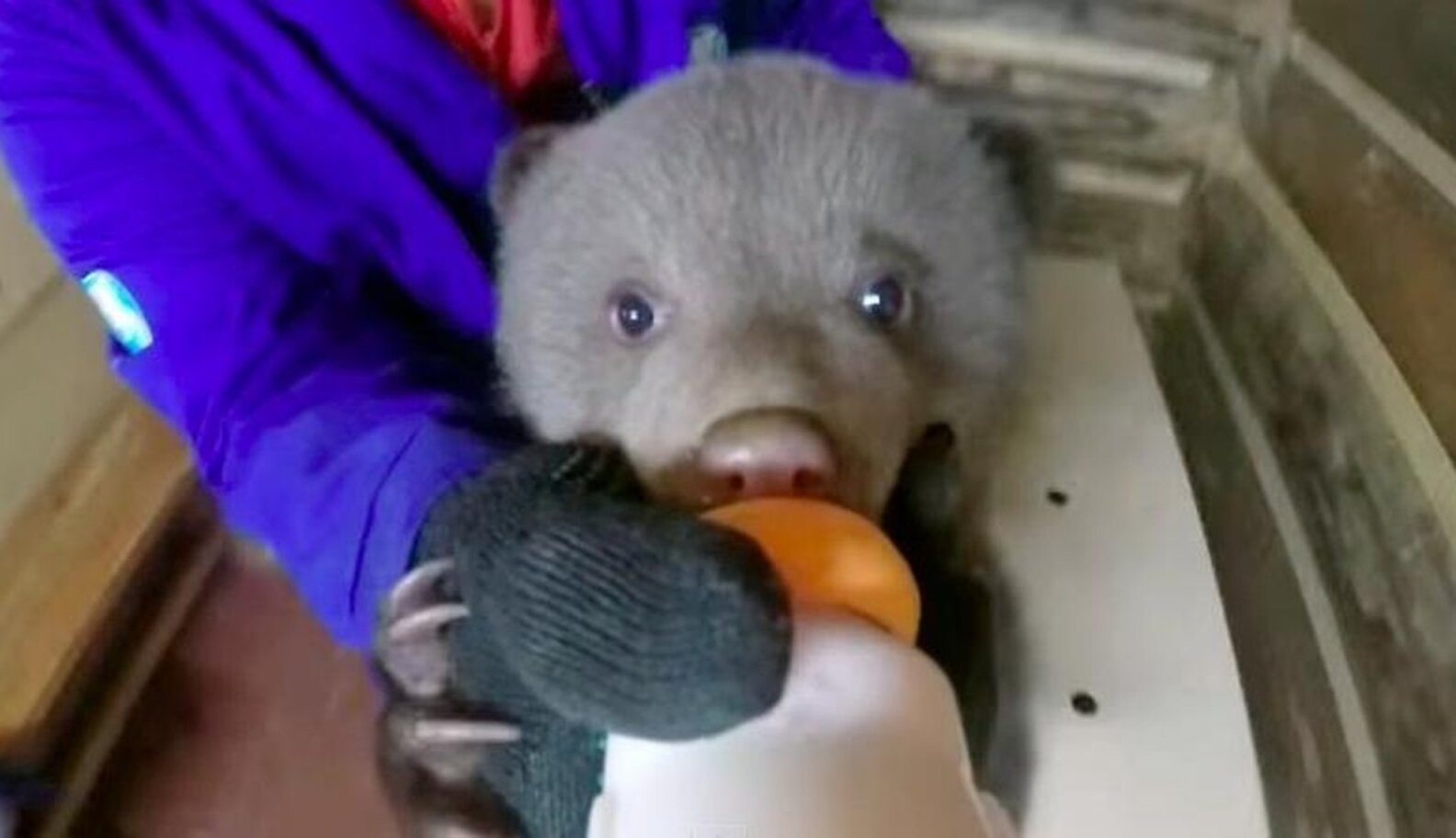 Days-Old Bear Cubs Learn The Comforts Of A Mother's Den - The Dodo