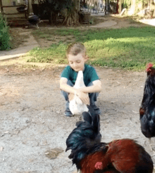 Chicken Runs To Her Boy For A Hug … But Something’s Not Quite Right ...