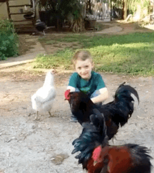 Chicken Runs To Her Boy For A Hug … But Something’s Not Quite Right ...