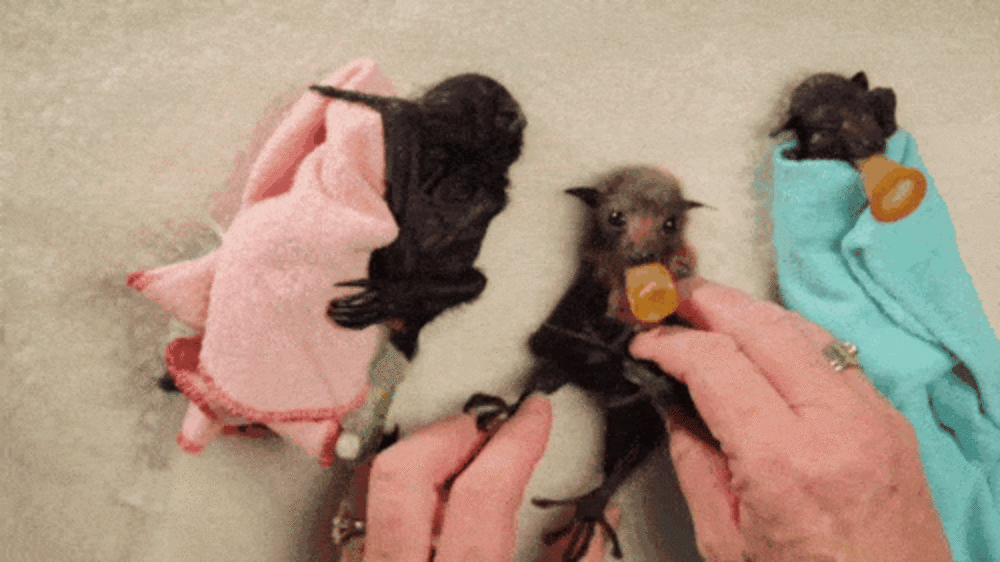 Watch These Baby Bats Get Wrapped Up In Blanket Burritos - The Dodo