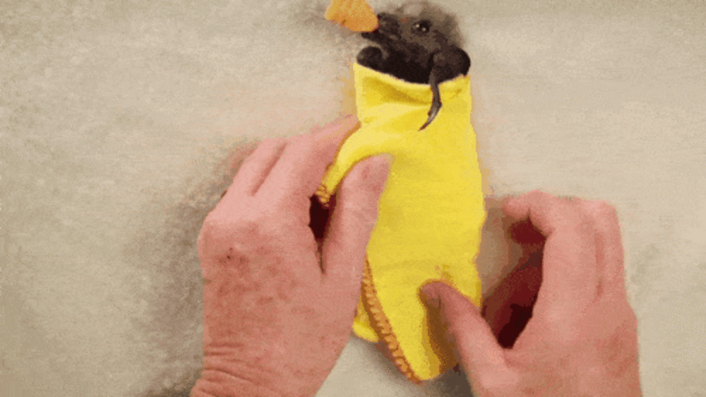 Watch These Baby Bats Get Wrapped Up In Blanket Burritos - The Dodo