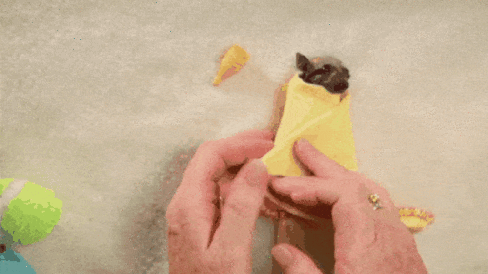Watch These Baby Bats Get Wrapped Up In Blanket Burritos - The Dodo