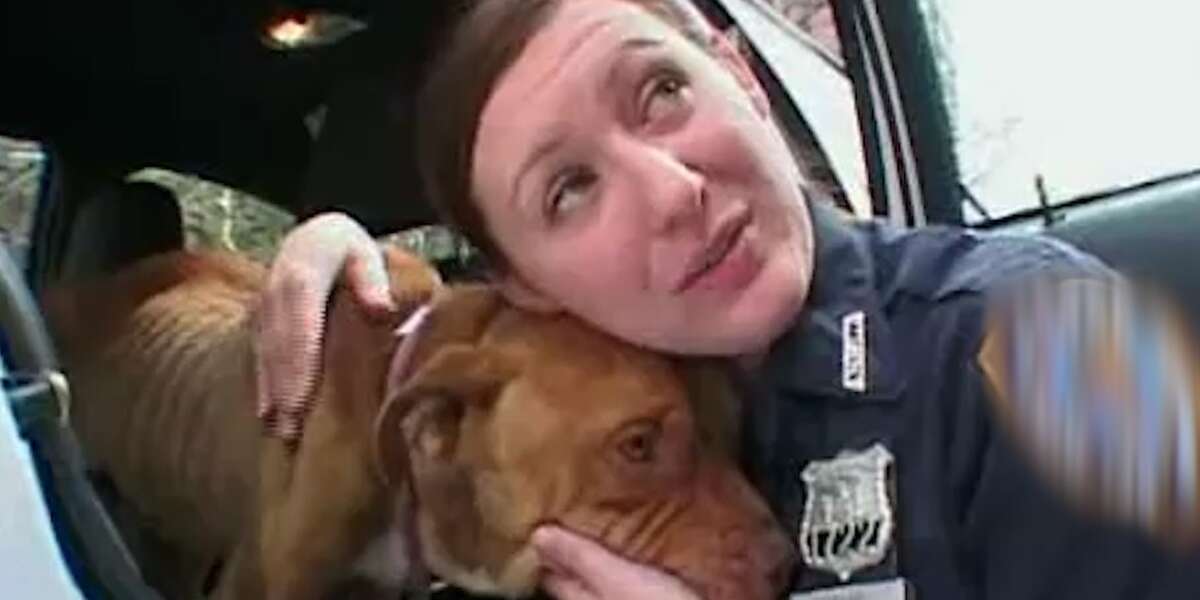 Cop Just Knew This Dog Would Make It - The Dodo