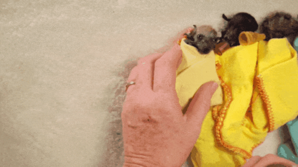 Watch These Baby Bats Get Wrapped Up In Blanket Burritos - The Dodo