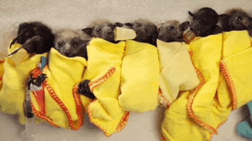 Watch These Baby Bats Get Wrapped Up In Blanket Burritos - The Dodo