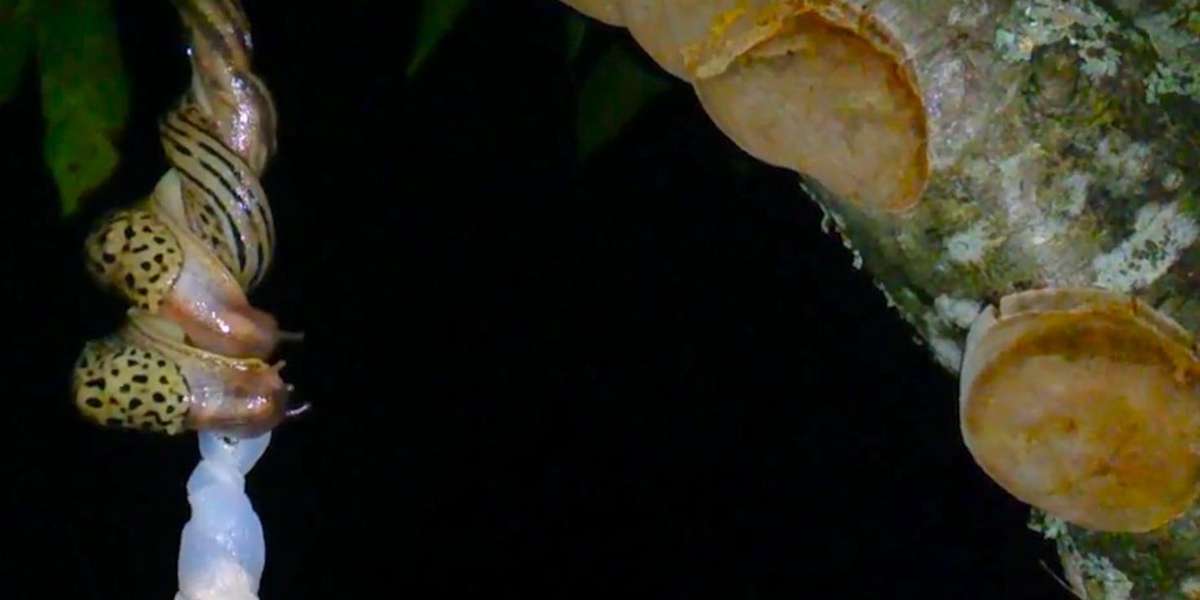 Slug Sex Can Get Really Really Dark The Dodo 