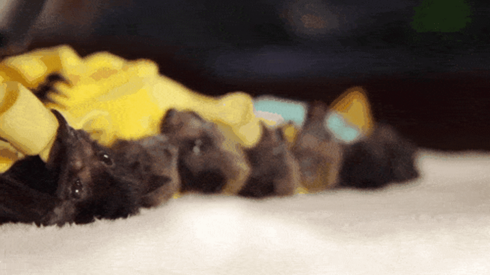 Watch These Baby Bats Get Wrapped Up In Blanket Burritos - The Dodo