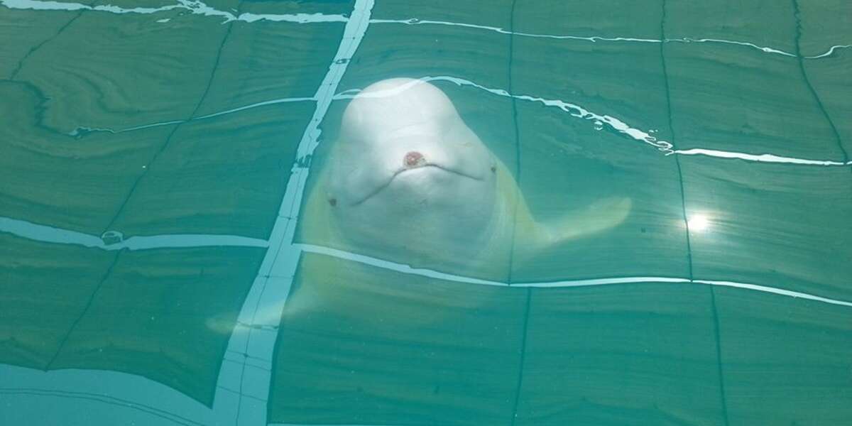 Pakistan To Host Its First Captive Dolphin Show - The Dodo