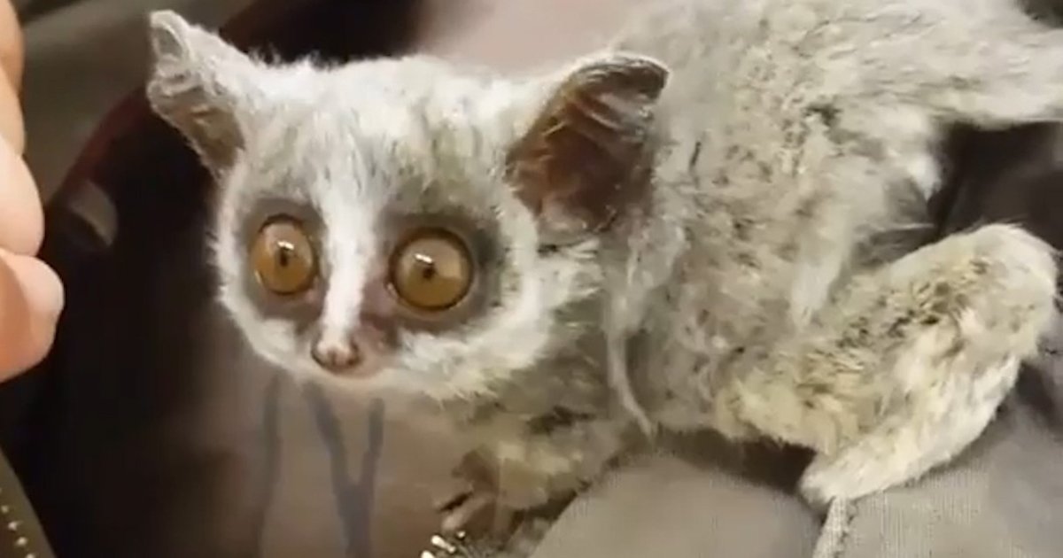 Rescued Bush Baby Loves To Play Hide-And-Seek - The Dodo