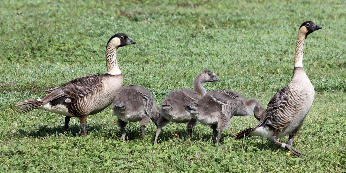 Rare Goose Seen On Oahu For The First Time In Centuries - The Dodo