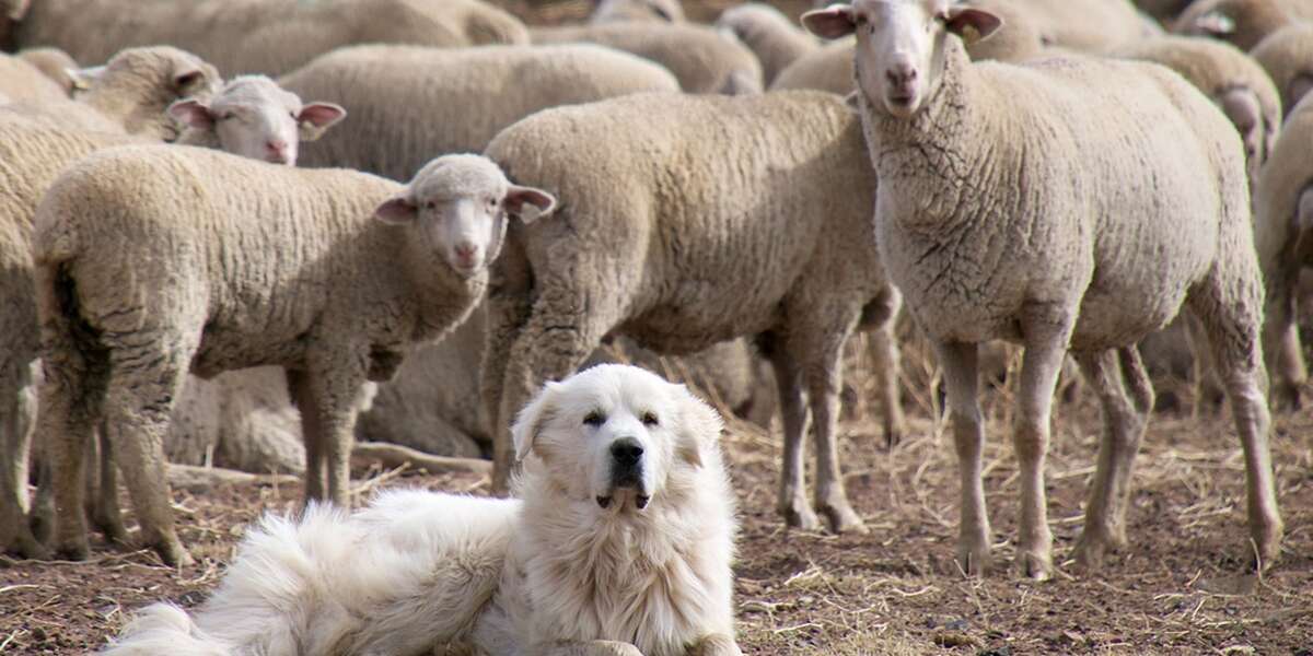 Killing Predators To Save Livestock Is Actually Not That Effective ...