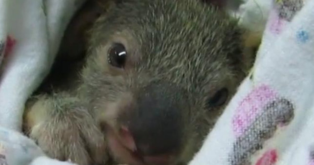 Orphaned Koalas Get Ready To Go Back To The Wild - The Dodo