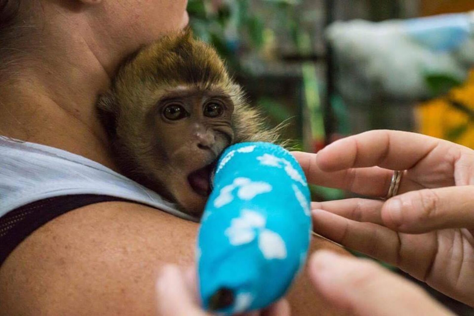 Baby Monkey Who Was Beaten By 'Owner' Can't Stop Hugging New Sister ...