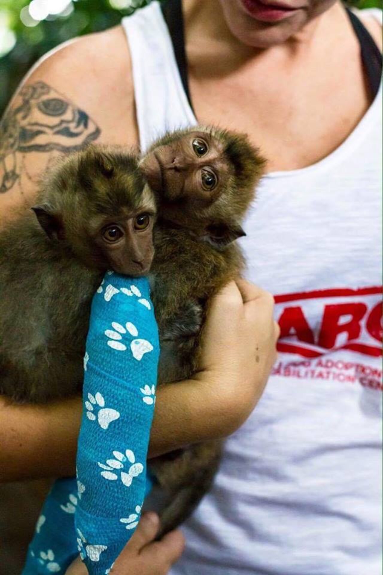 Baby Monkey Who Was Beaten By 'Owner' Can't Stop Hugging New Sister ...