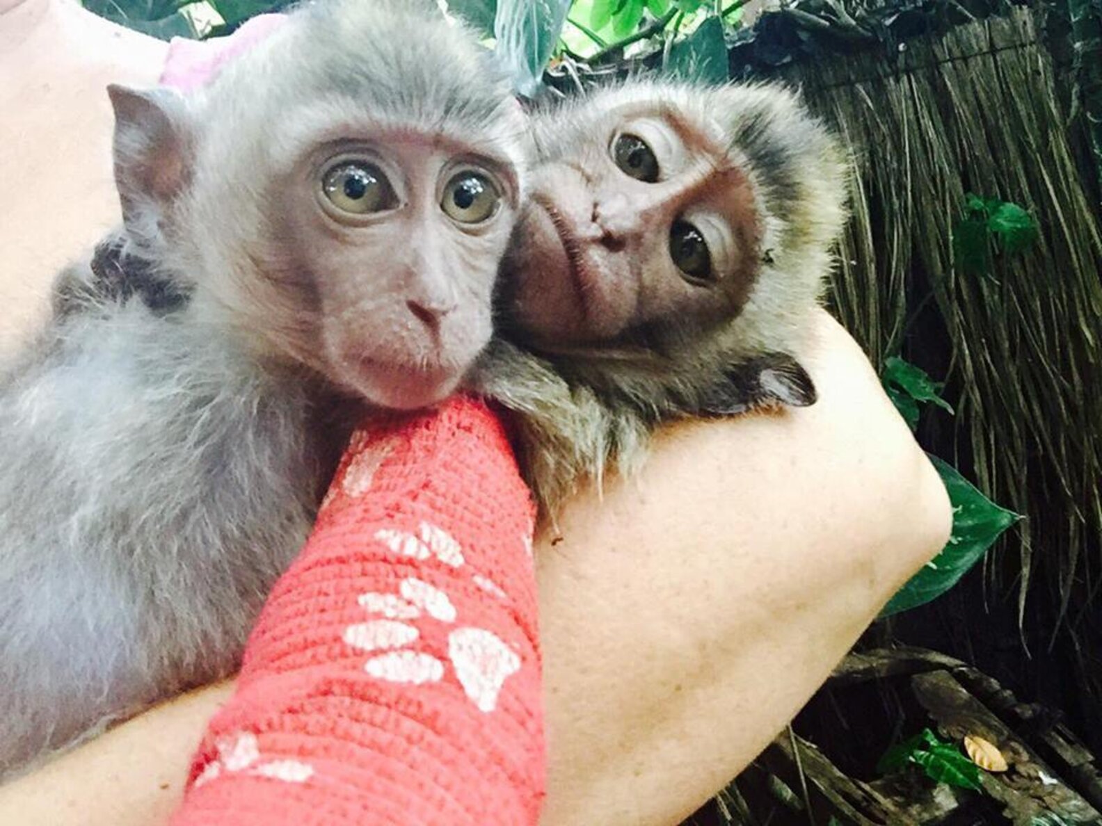 Baby Monkey Who Was Beaten By 'Owner' Can't Stop Hugging New Sister ...