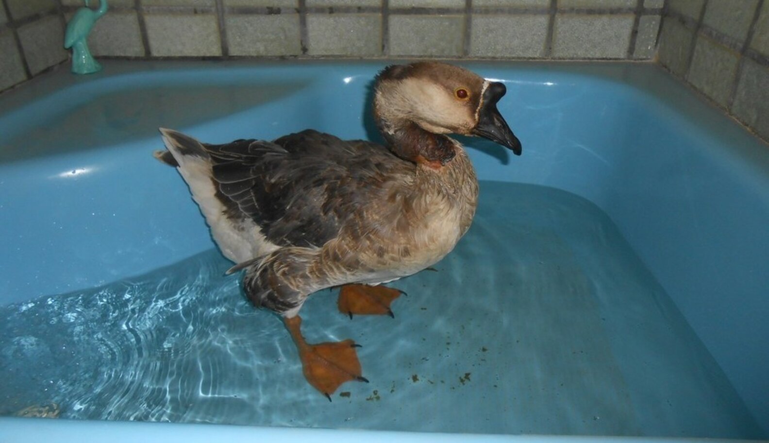 Goose Whose Neck Was 'De-Gloved' Makes Astounding Recovery - The Dodo