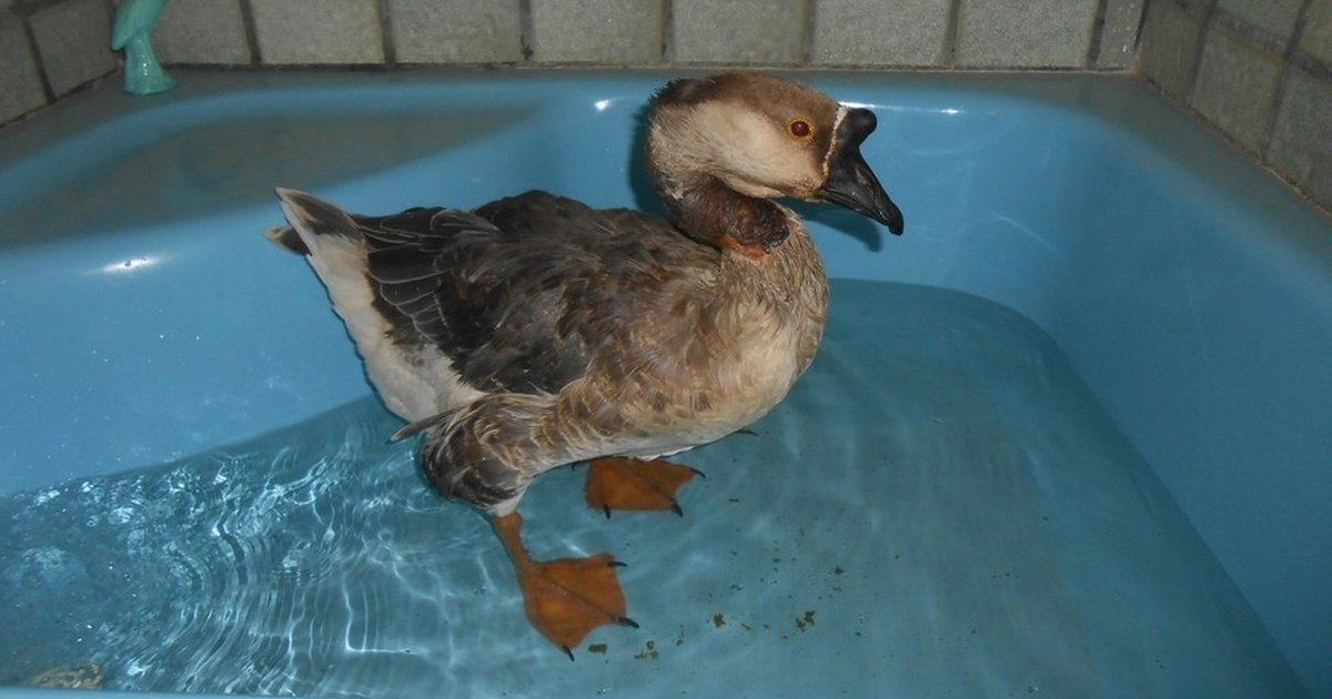 Goose Whose Neck Was 'De-Gloved' Makes Astounding Recovery - The Dodo