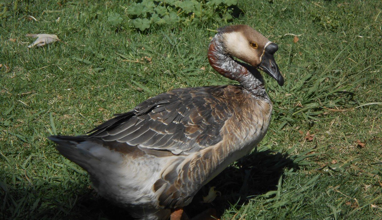 Goose Whose Neck Was 'De-Gloved' Makes Astounding Recovery - The Dodo