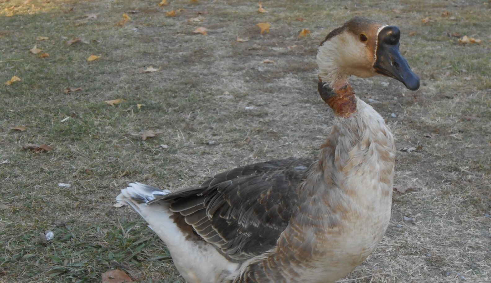 Goose Whose Neck Was 'De-Gloved' Makes Astounding Recovery - The Dodo
