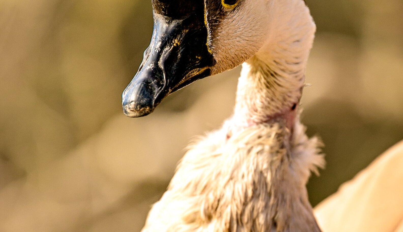 Goose Whose Neck Was 'De-Gloved' Makes Astounding Recovery - The Dodo