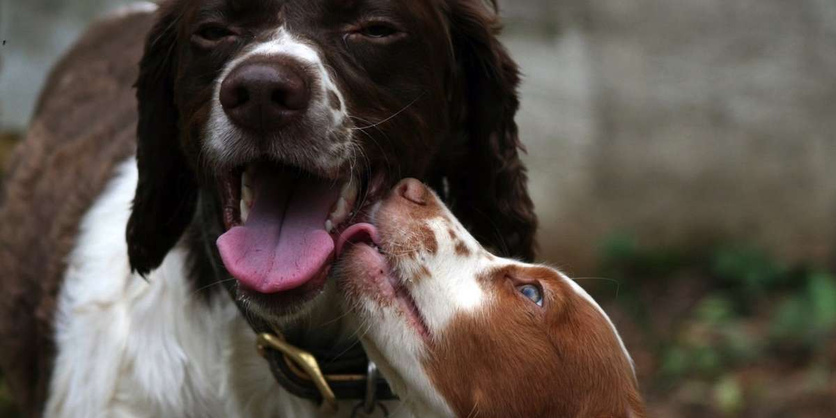 There Are 8 Types Of Dogs In This World. What's Your Dog? - The Dodo