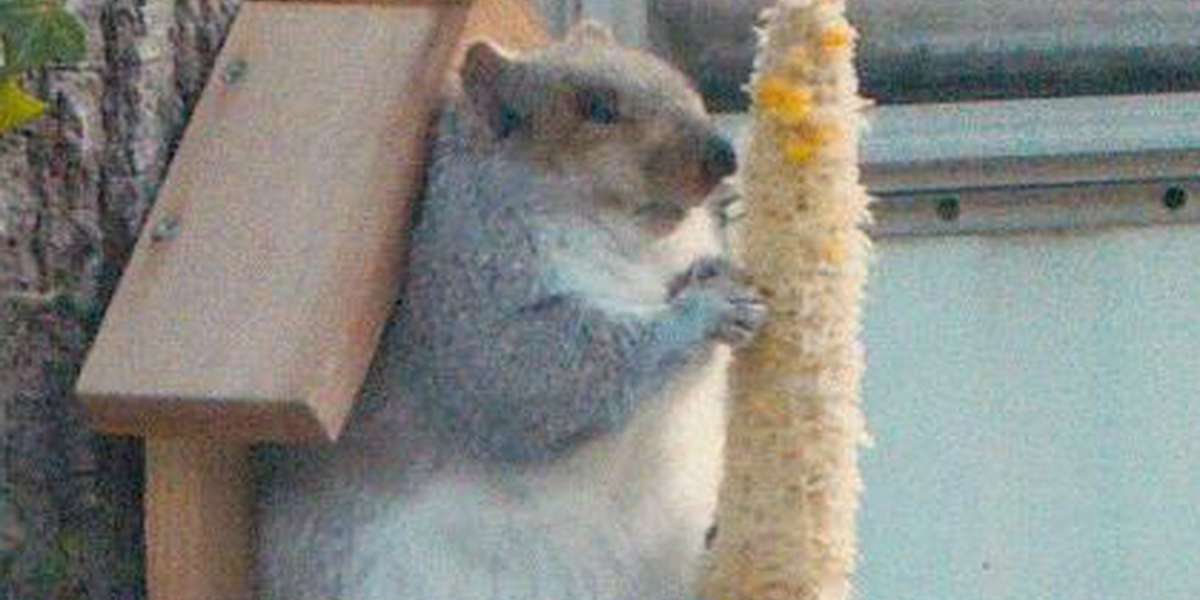 America's Happiest Squirrel Is Perfectly Plump, Eats Like A King - The Dodo