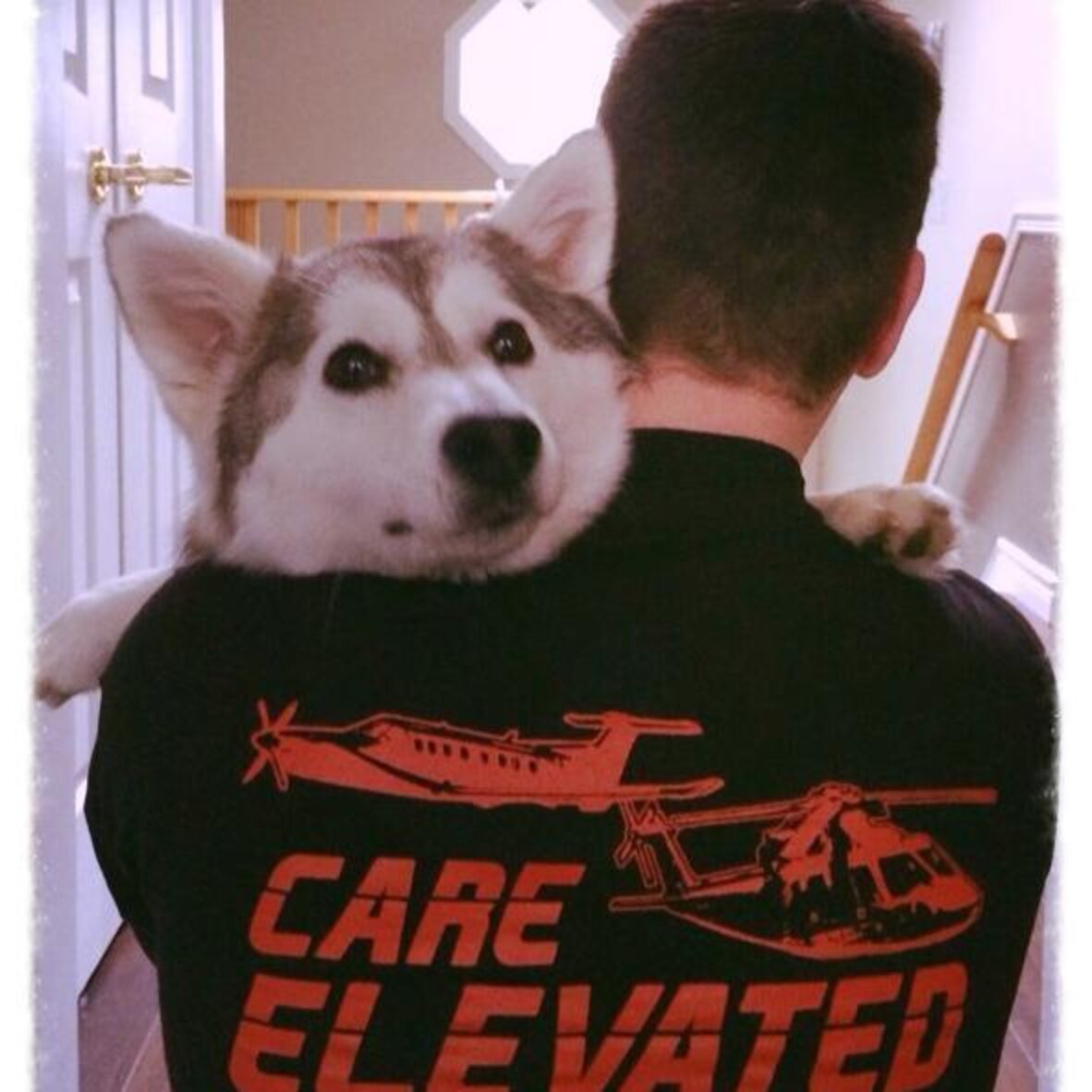 There Are 8 Types Of Dogs In This World. What's Your Dog? - The Dodo