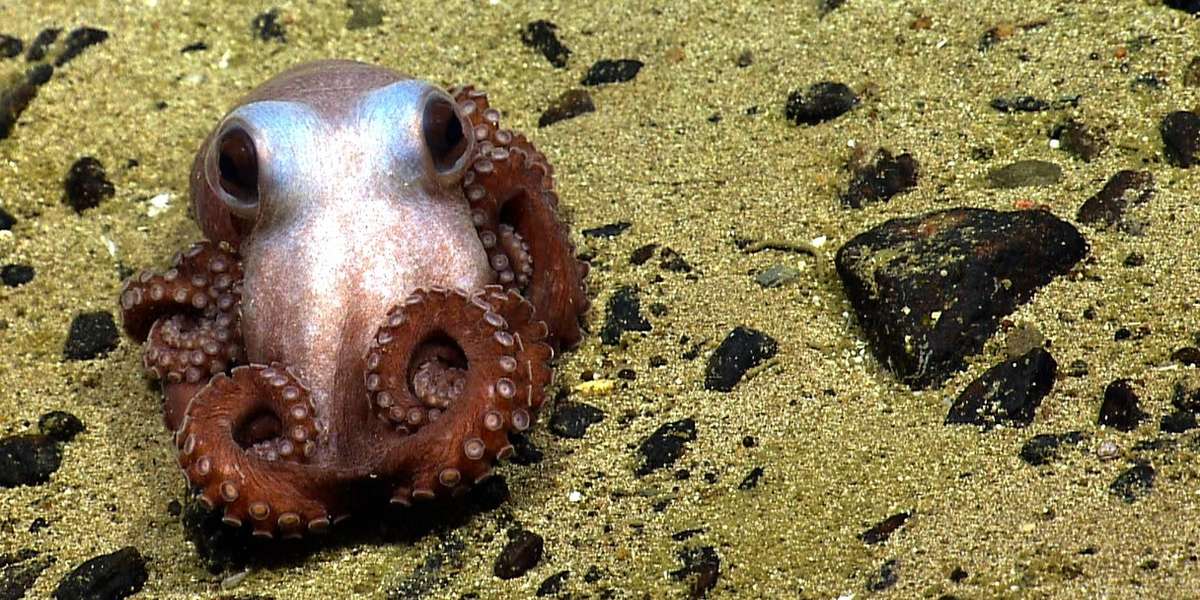 Octopuses You Can't Even Believe Are Real - The Dodo