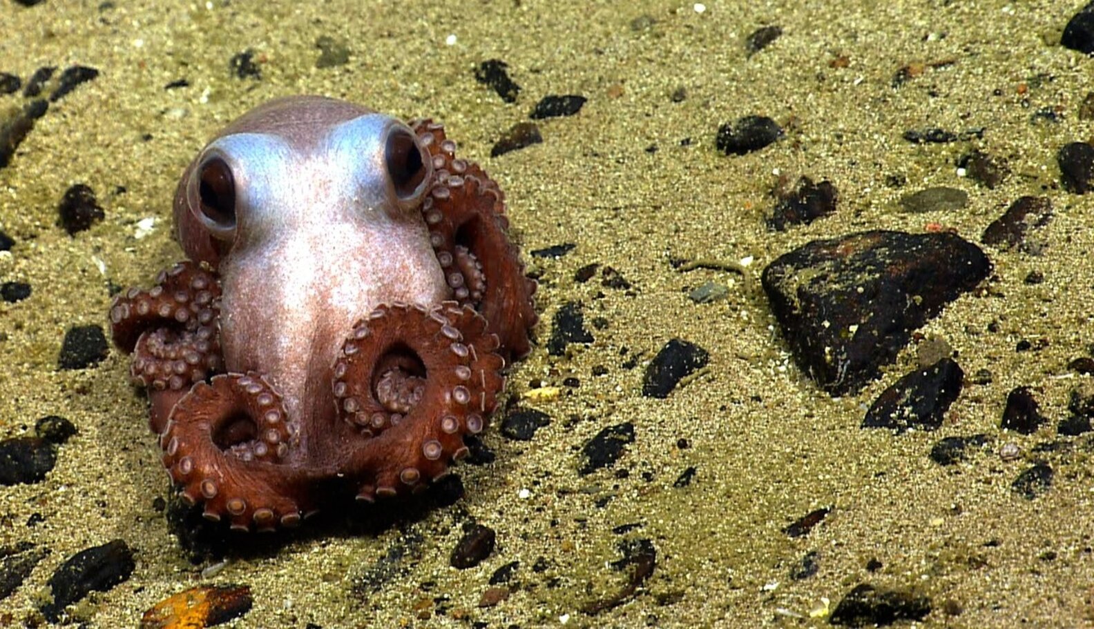 Octopuses You Can't Even Believe Are Real - The Dodo