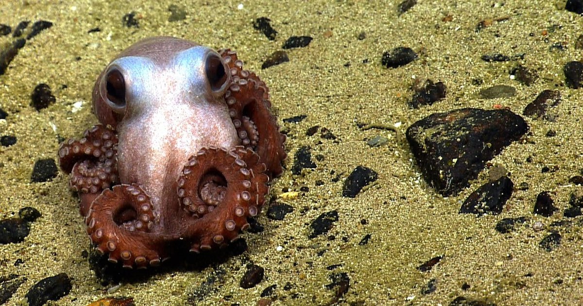 Octopuses You Can't Even Believe Are Real - The Dodo