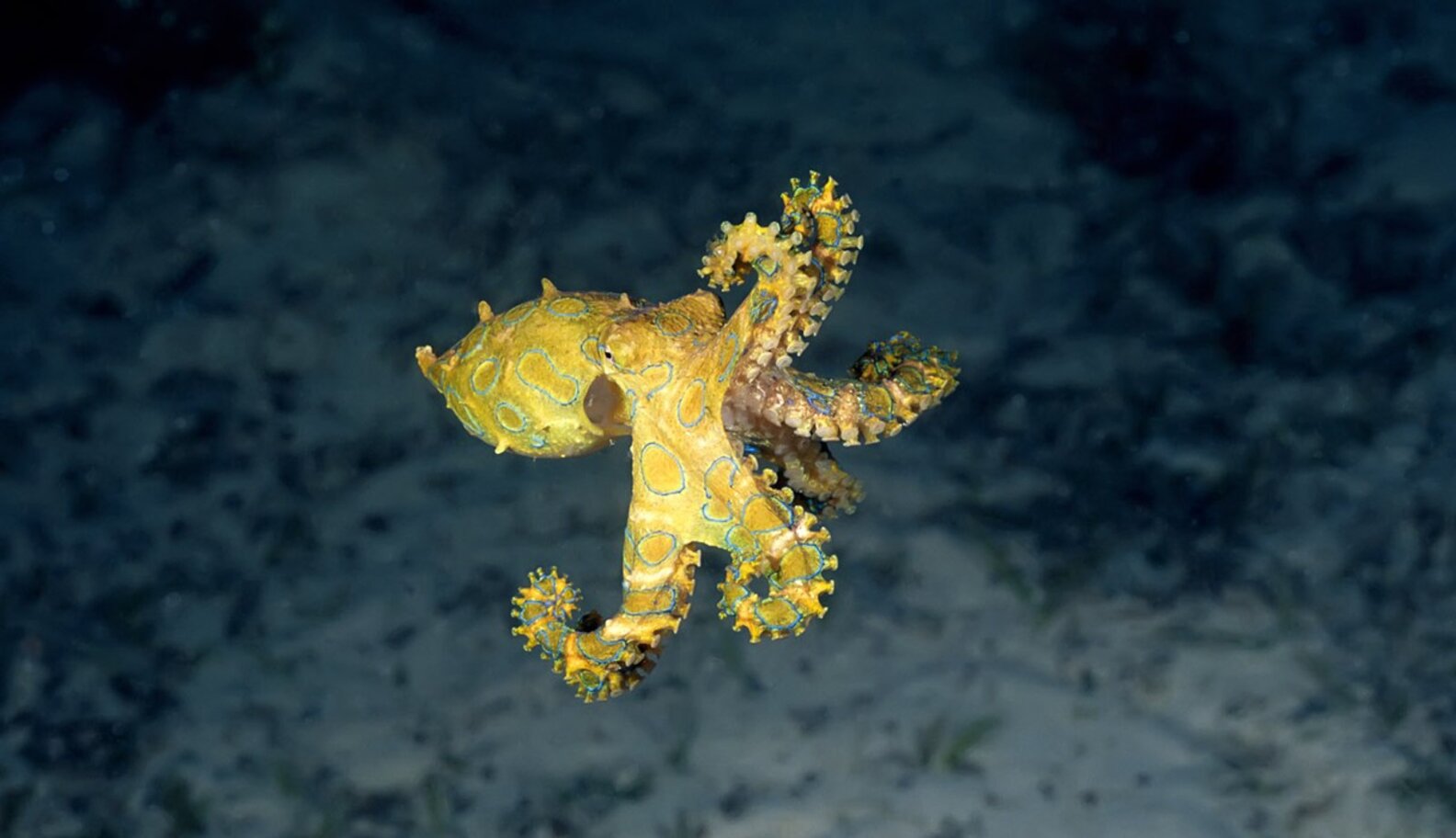 Octopuses You Can't Even Believe Are Real - The Dodo