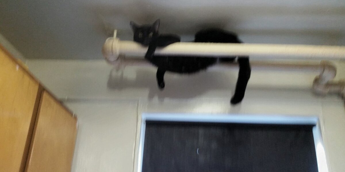 My cat got tired of being bothered by all his pals. So he said "let me ...