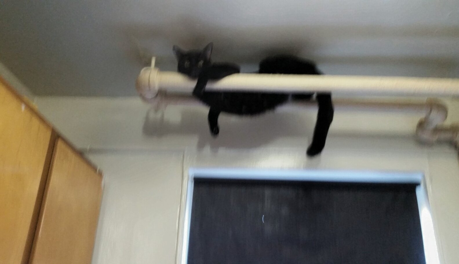 My cat got tired of being bothered by all his pals. So he said "let me ...