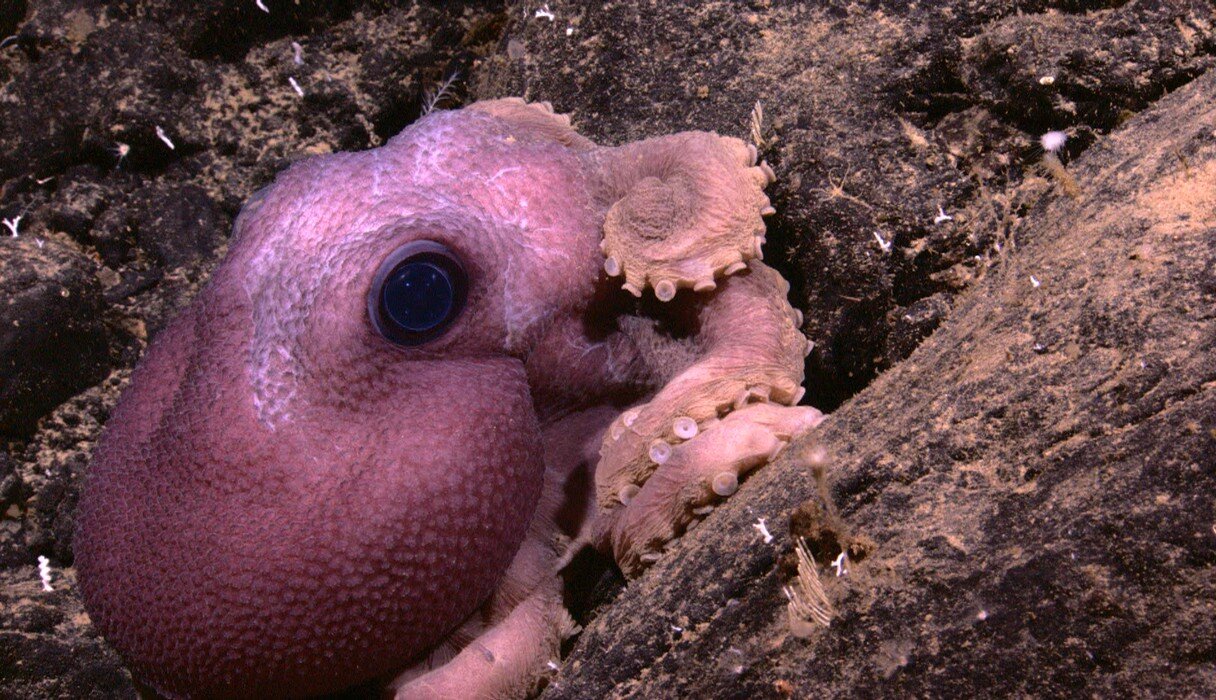 Octopuses You Can't Even Believe Are Real - The Dodo