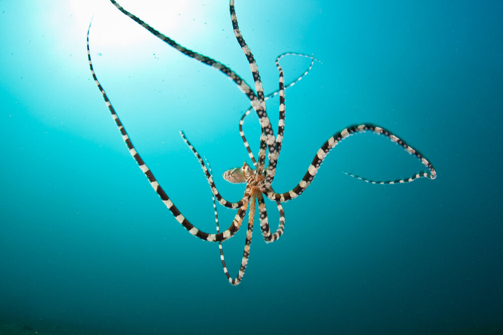 Octopuses You Can't Even Believe Are Real - The Dodo