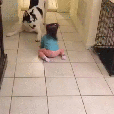 Baby Pretends To Be A Dog, And Dog Is Totally Into It - The Dodo