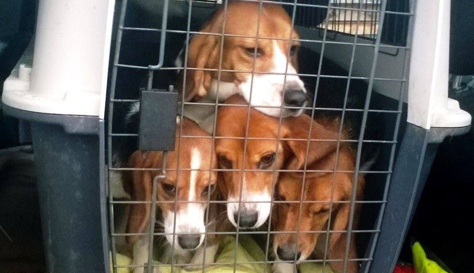 They've Known Nothing But A Laboratory. But That's About To Change ...