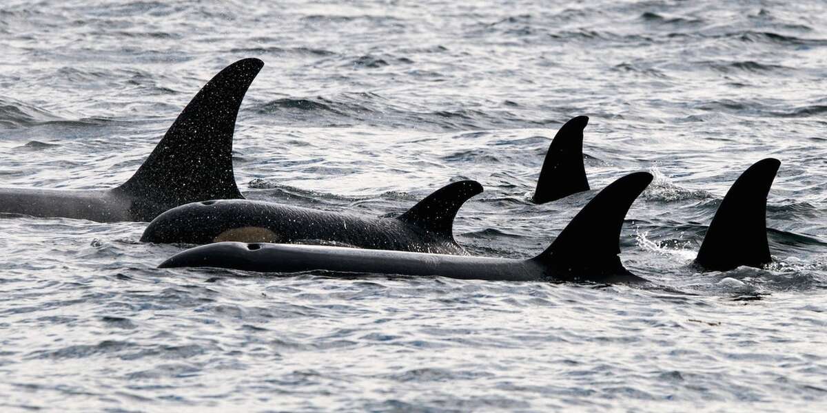 Orca Family Refuses To Leave Calf’s Side During Harrowing Rescue - The Dodo