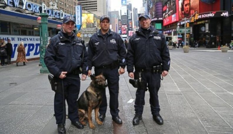 Military Dog Adopted By NYPD Gets A Partner - The Dodo