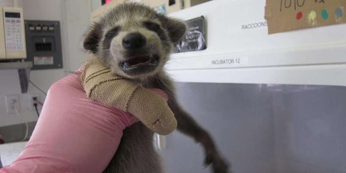 Baby Raccoon Injured By Chainsaw Is Determined To Return To The Wild ...